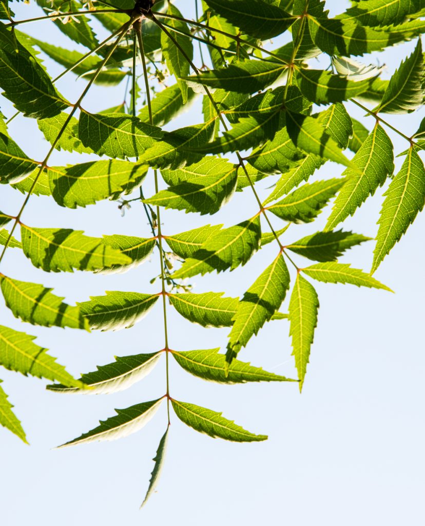 Neemblad - 25 gram - Minerala Botanicals